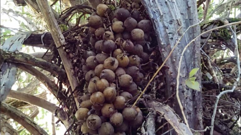 Coyol: Descubre la fruta, sus beneficios y usos en jardinería