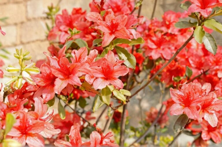 Tipos de azaleas: guía completa para elegir las mejores