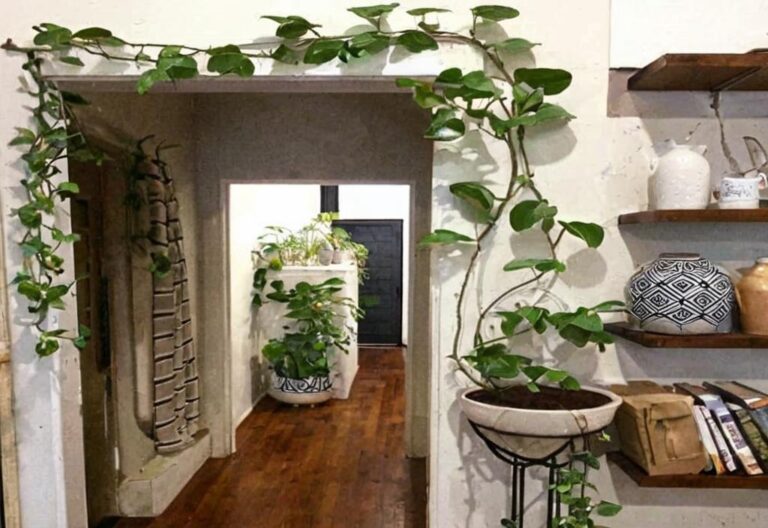 Las 7 mejores plantas enredaderas de interior para tu hogar