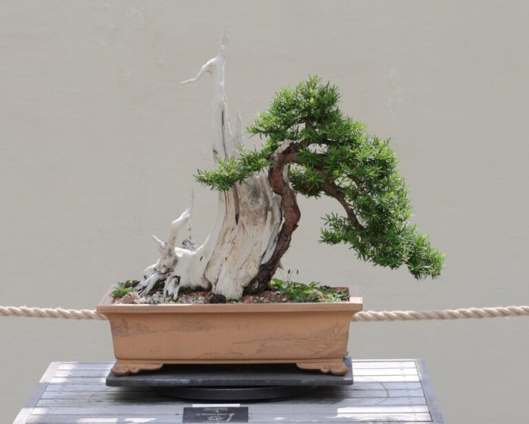 Bonsái Tanuki: Guía completa sobre esta técnica de bonsái | [Nombre del ...