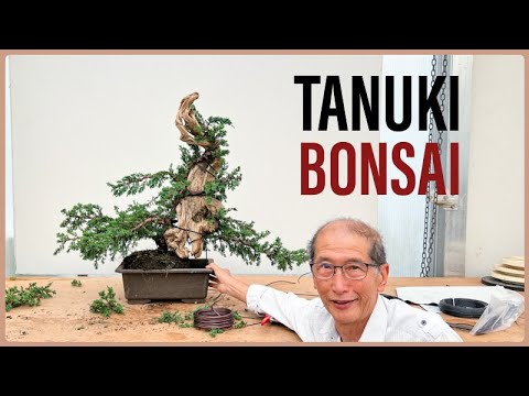 Bonsái Tanuki: Guía completa sobre esta técnica de bonsái | [Nombre del ...