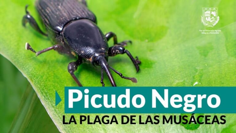 Combate el picudo negro: cómo enfrentarlo y qué es | Guía práctica