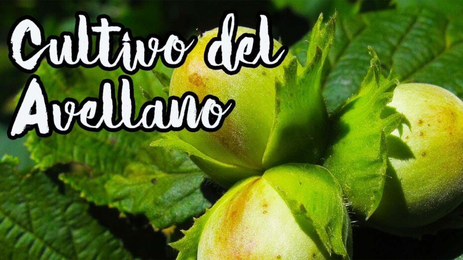 Tiempo de maduración del avellano: todo sobre esta planta que da frutos