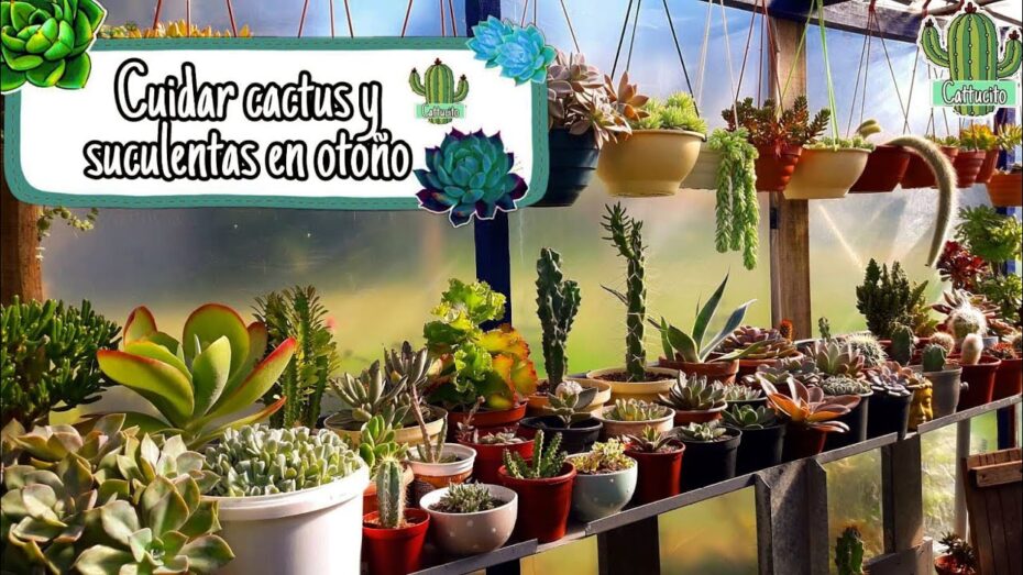 Cuidado de cactus y suculentas en otoño e invierno: consejos expertos ...