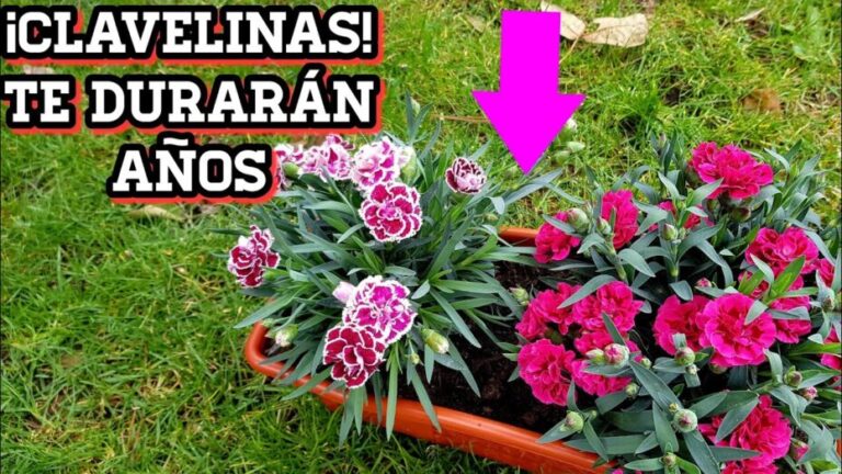 Cuidados de la Clavelina: Guía completa sobre esta planta y cómo cuidarla
