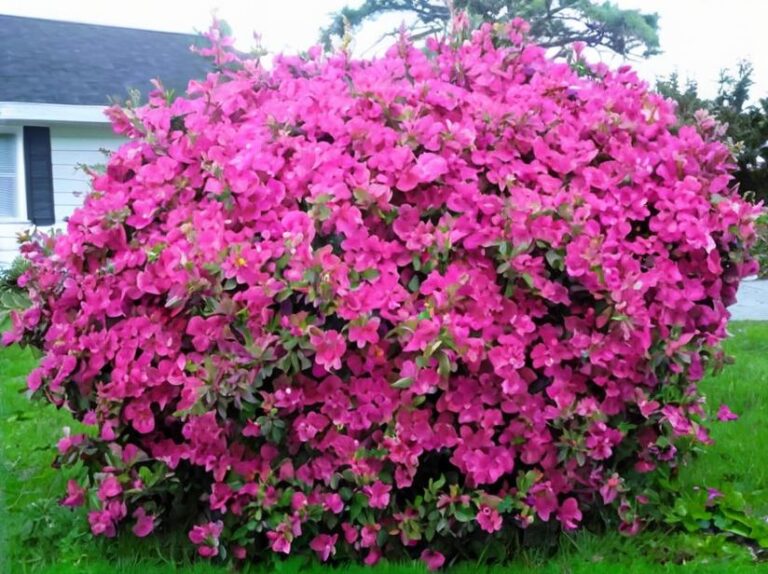 Azaleas: Guía de Cuidado y Cultivo para Jardines Espectaculares