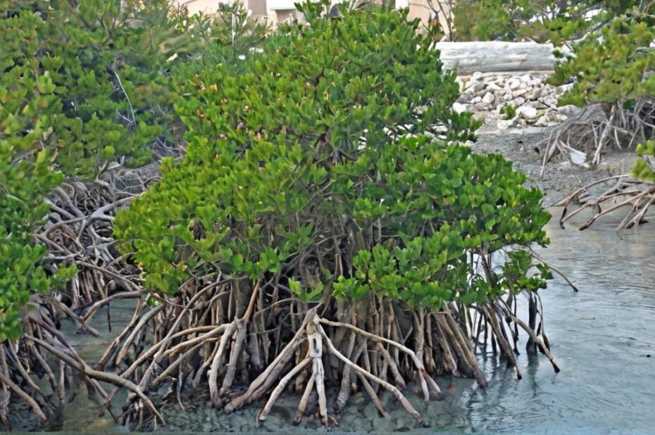 Rhizophora mangle: Guía completa del mangle rojo y su cuidado