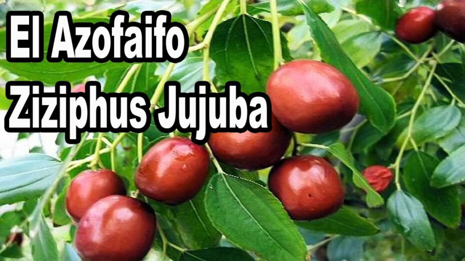 Maceta de Azufaifo: Guía completa sobre esta planta en el hogar ...