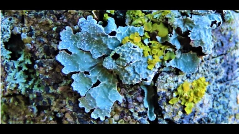 Propiedades y usos de Parmelia tiliacea en la botánica: Descubre todo ...