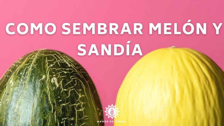 Guía completa para un cultivo exitoso de melones y sandías