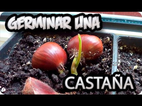 Guía completa para plantar un castaño: Aprende cómo cultivar esta ...