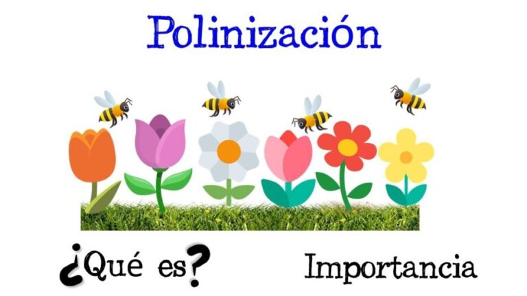 Tipos y procesos de polinización en el mundo de las plantas: descubre ...