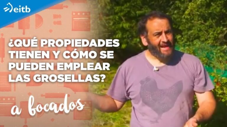 Beneficios y usos de la fruta del cassis: descubre todo sobre esta planta